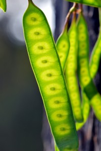 Macro plants around Denmark – Have Home Will Travel