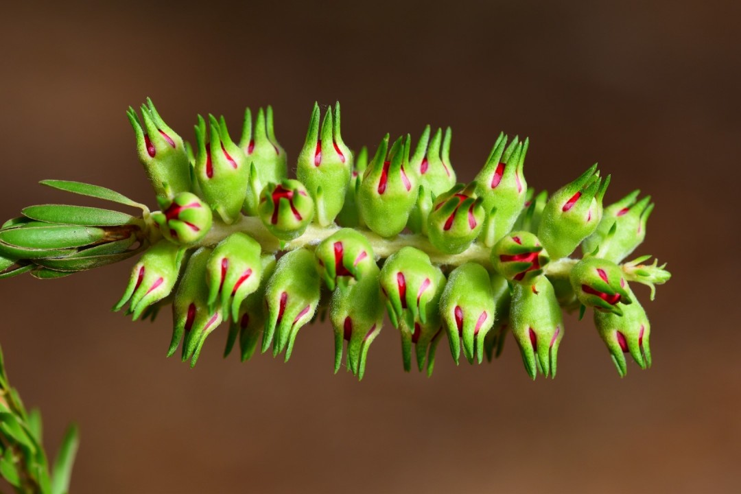 Macro plants around Denmark – Have Home Will Travel