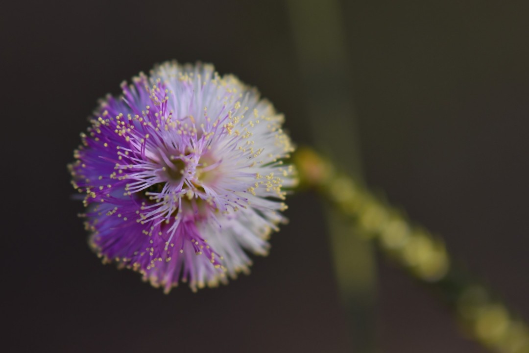 Kalbarri plants – Have Home Will Travel