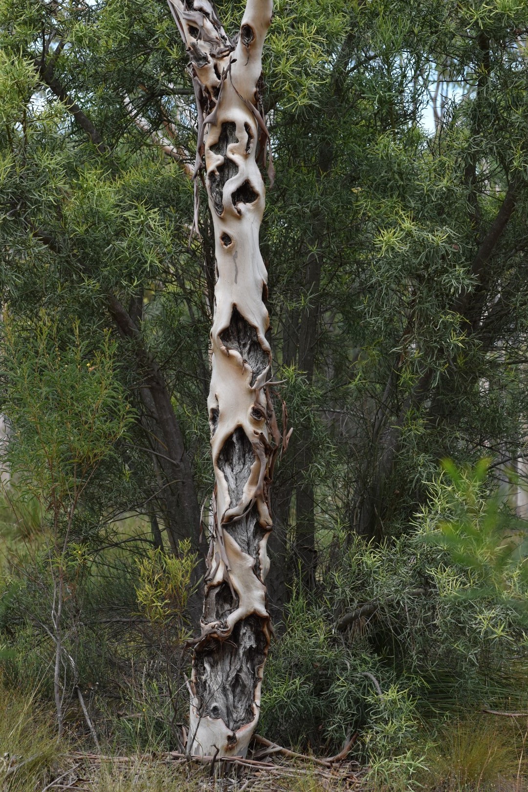 Esperance – Have Home Will Travel