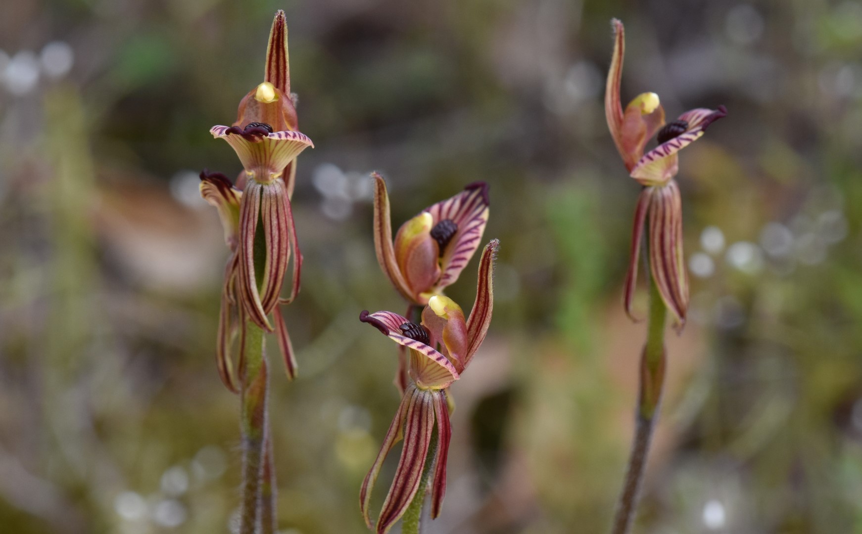 Plants around Denmark – Have Home Will Travel