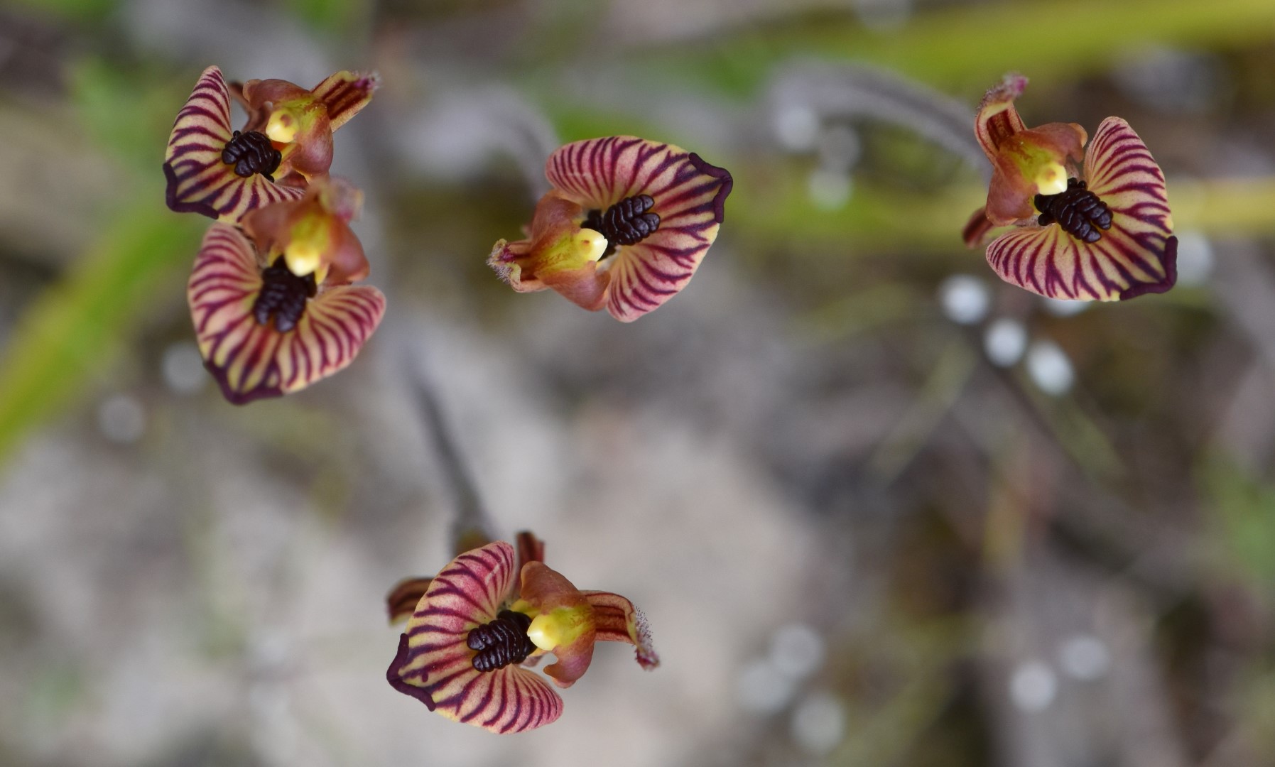 Plants around Denmark – Have Home Will Travel