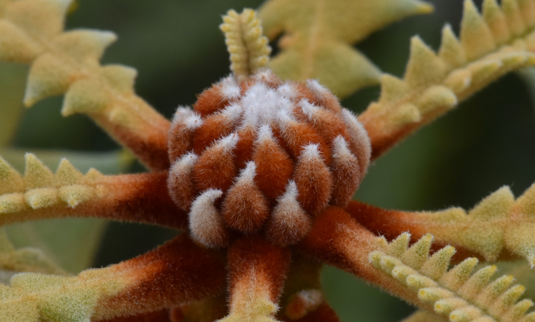 Plants around Denmark – Have Home Will Travel