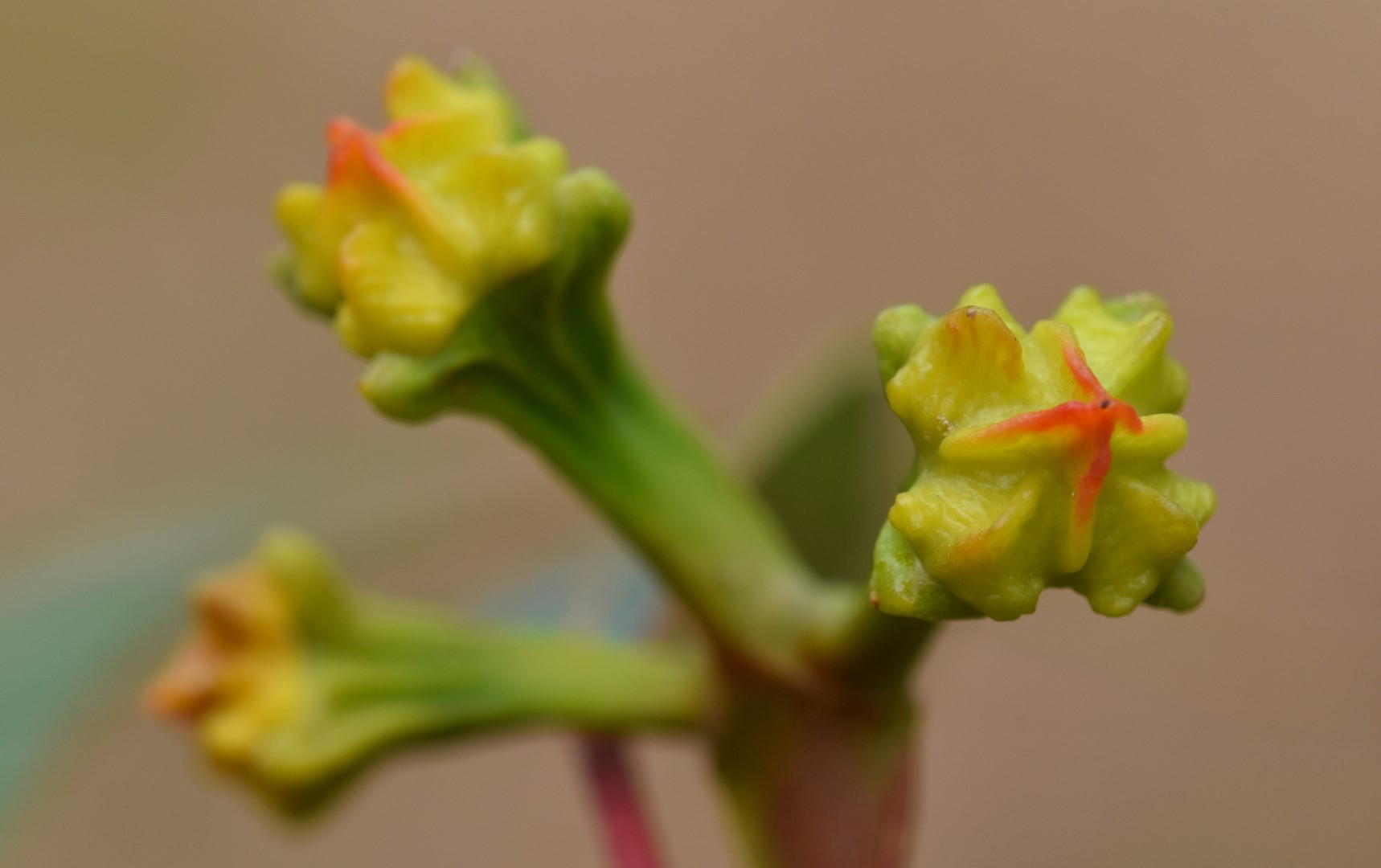 Plants around Denmark – Have Home Will Travel