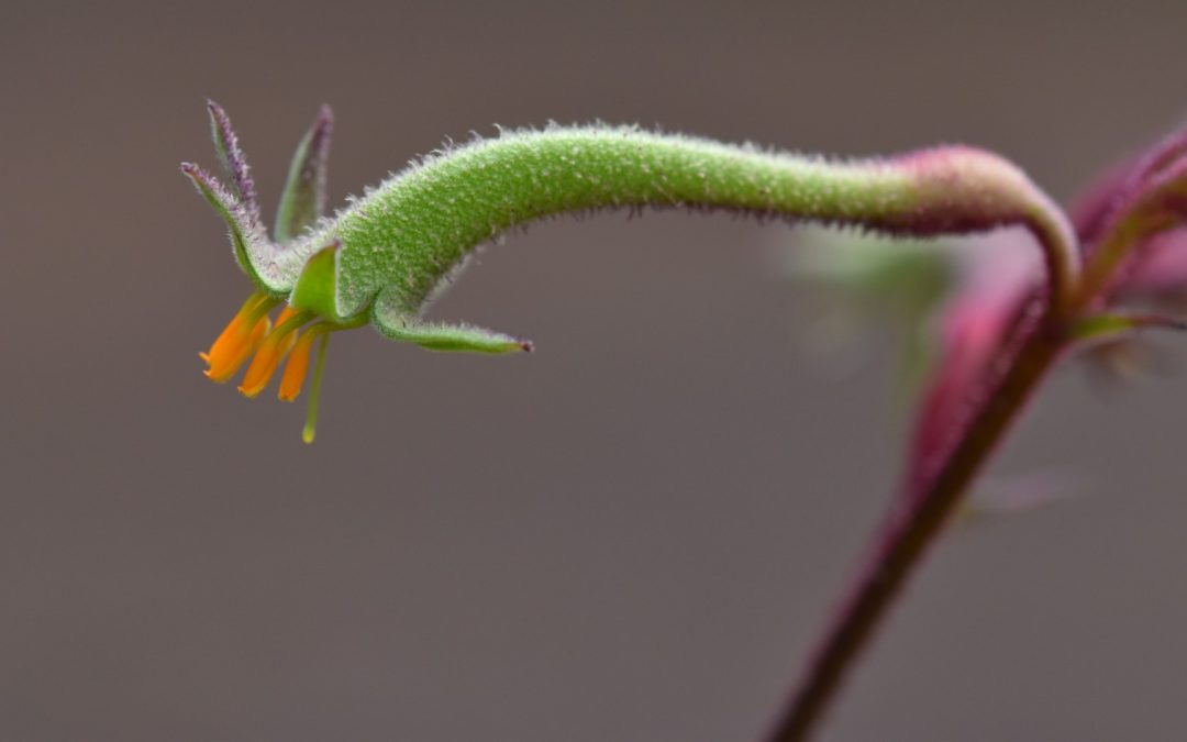 Plants around Denmark – Have Home Will Travel