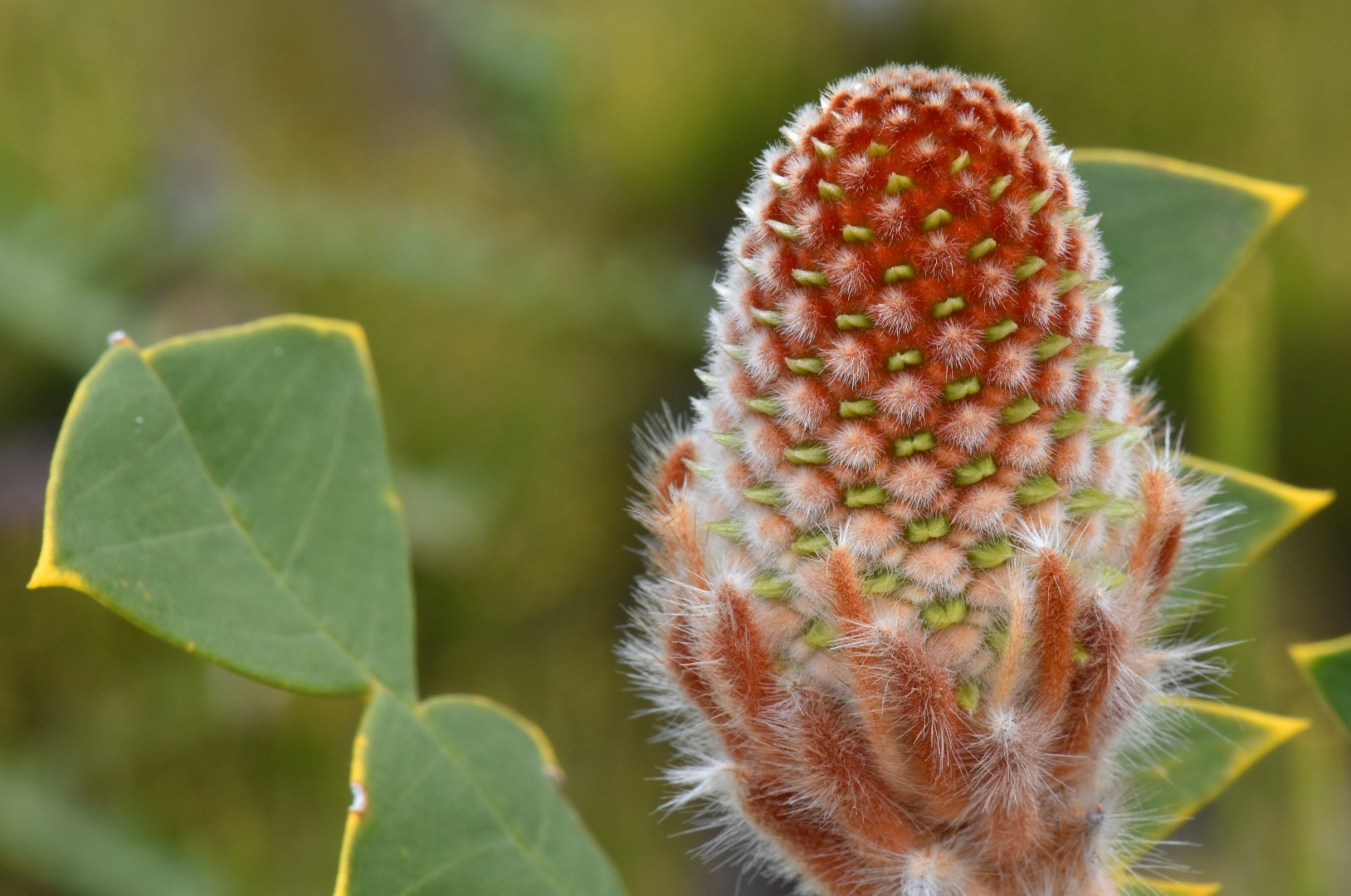 Plants around Denmark – Have Home Will Travel