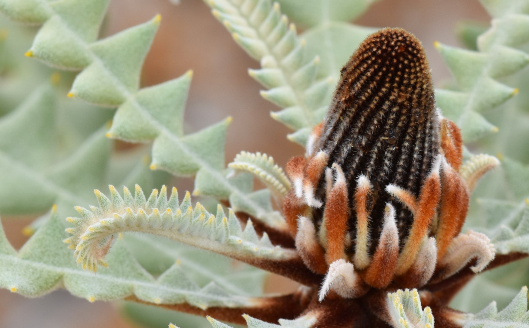 Plants around Denmark – Have Home Will Travel