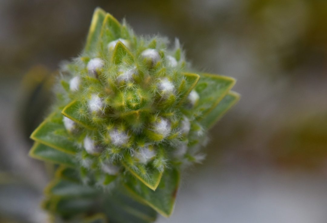 Plants around Denmark – Have Home Will Travel