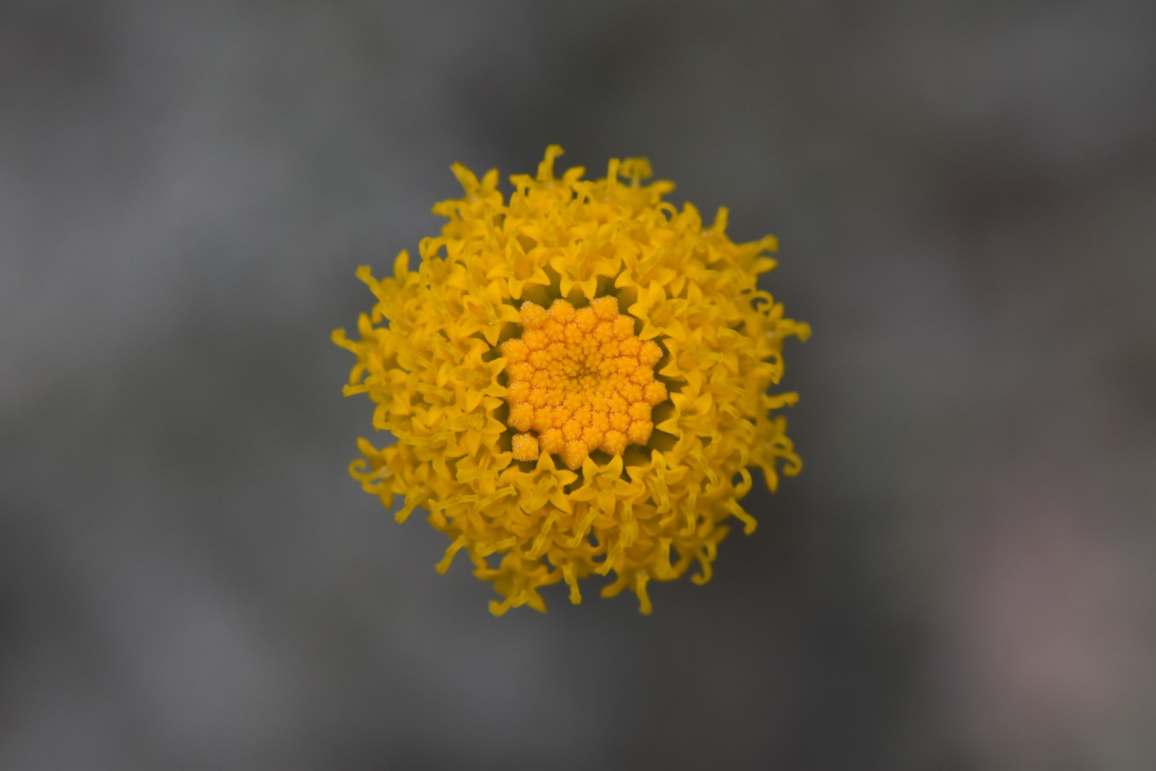 Plants around Denmark – Have Home Will Travel