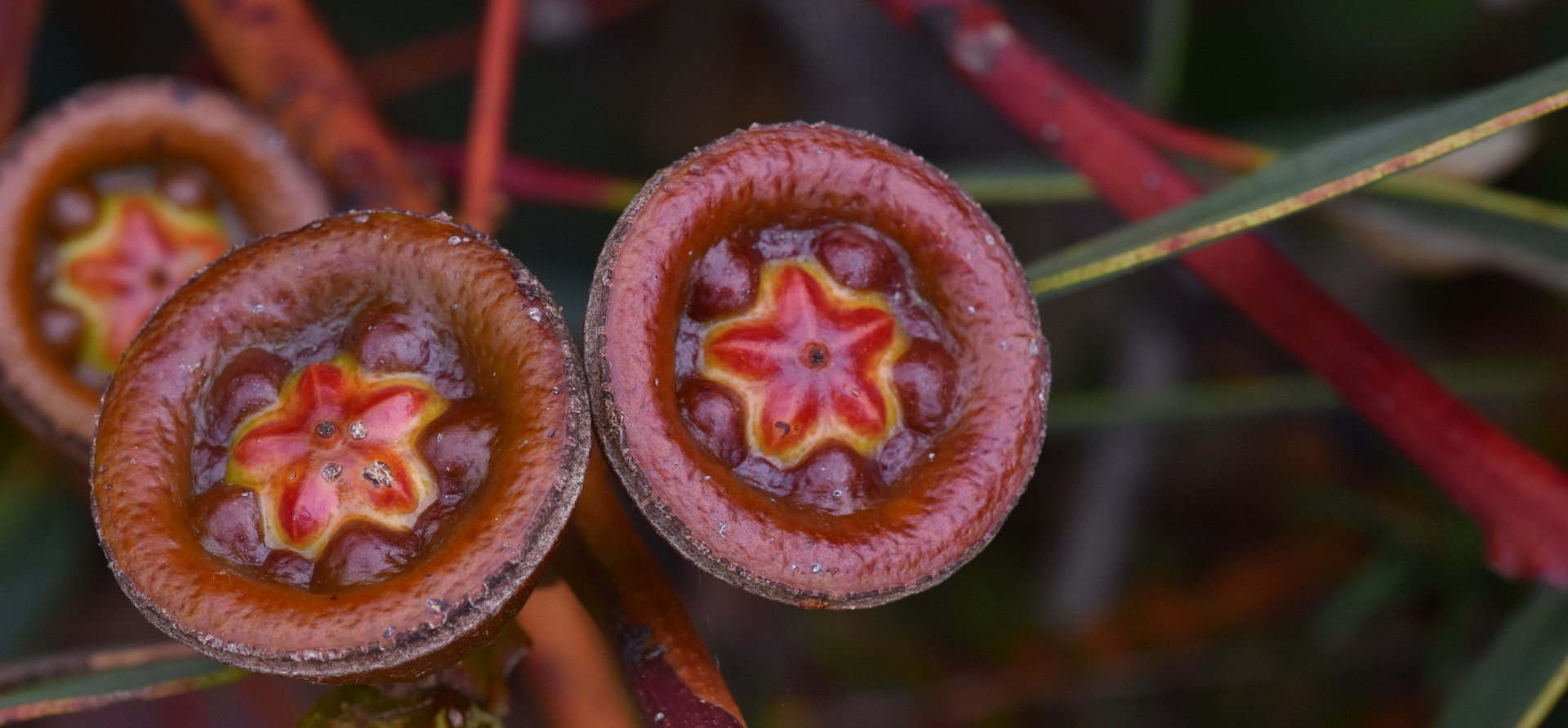 Plants around Denmark – Have Home Will Travel