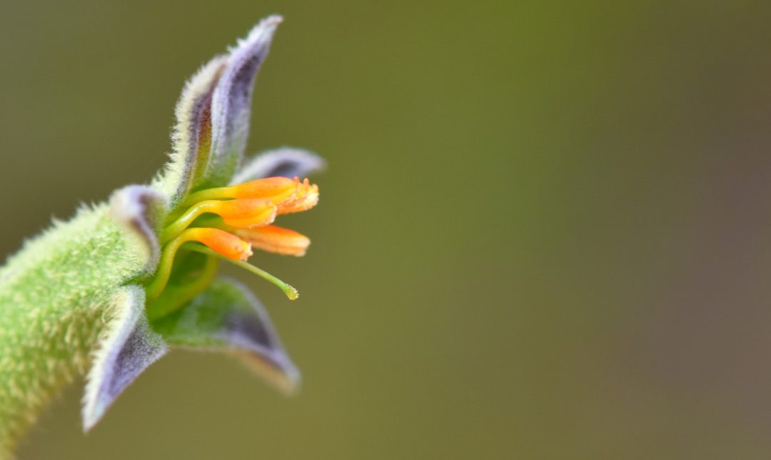 Plants around Denmark – Have Home Will Travel