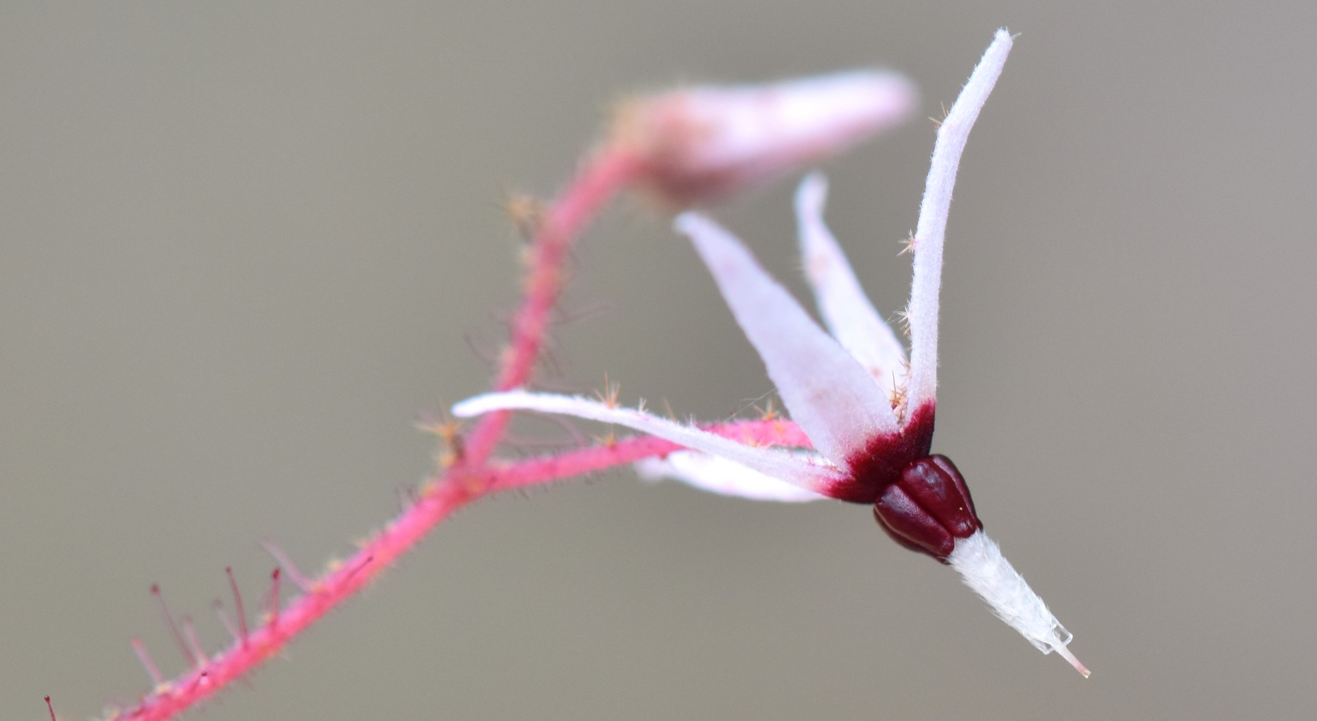 Plants around Denmark – Have Home Will Travel