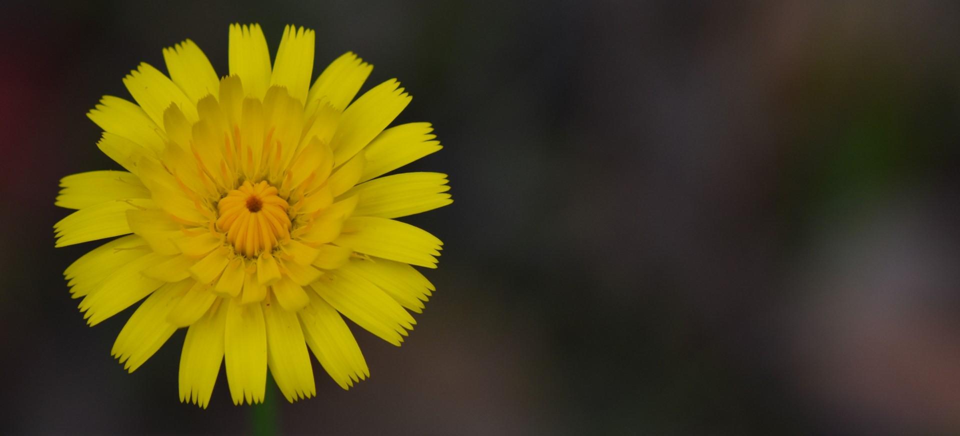 Plants around Denmark – Have Home Will Travel