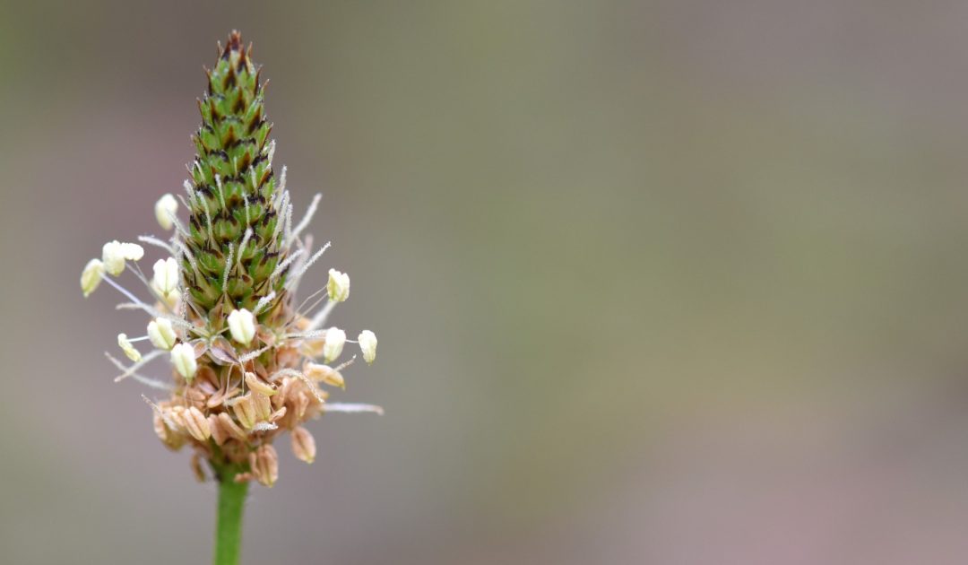 Plants around Denmark – Have Home Will Travel