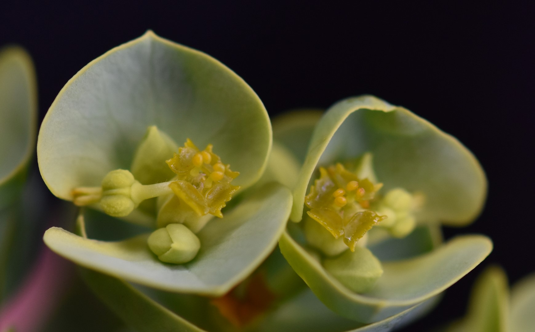 Plants around Denmark – Have Home Will Travel